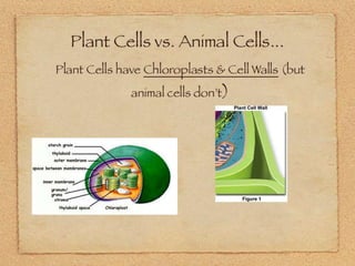 Keynote; ch. 3; cell structure & function | PPTX