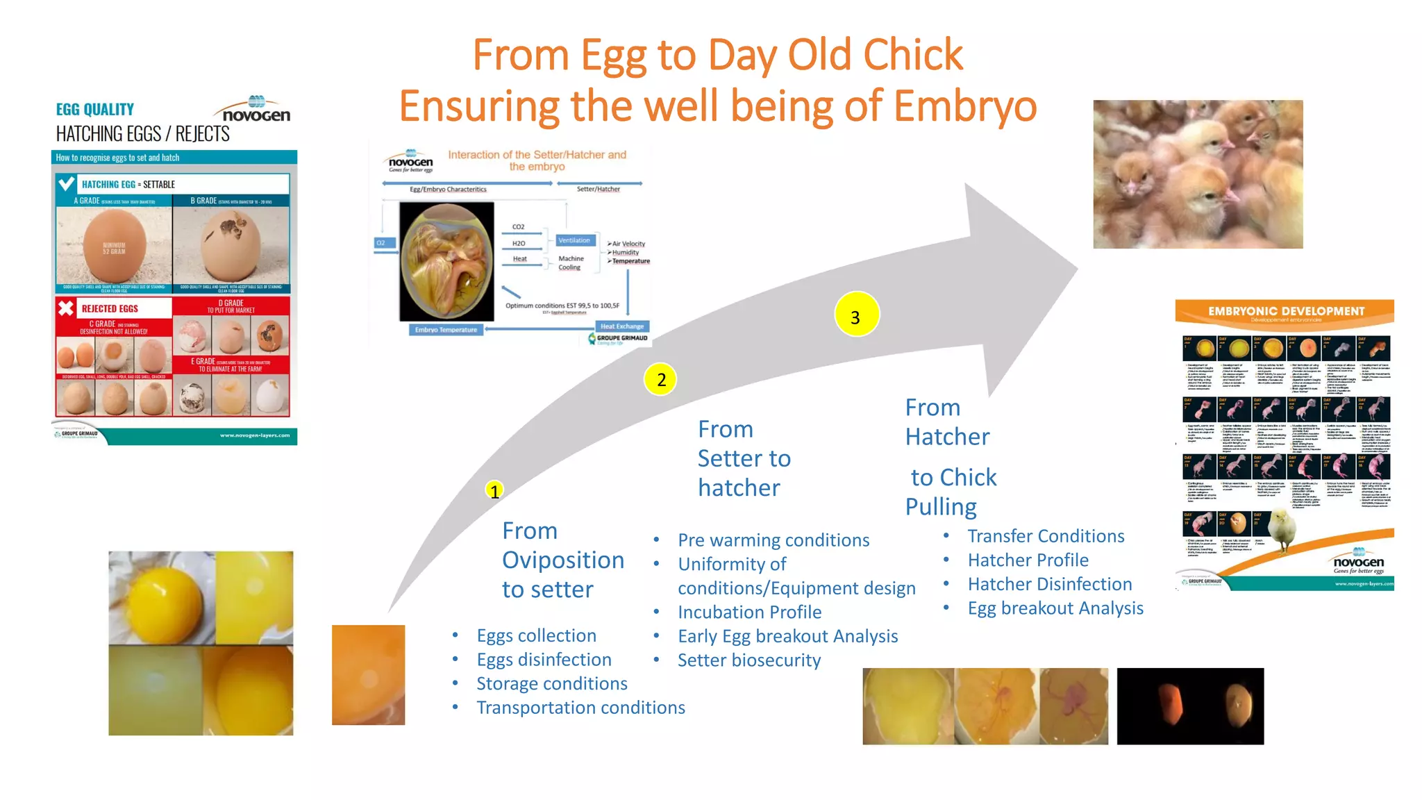 Key performance indicators in hatchery shemon lv | PDF