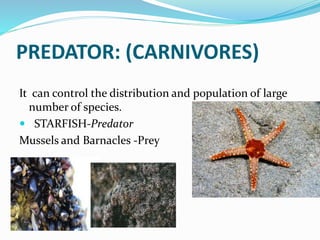 Keystone Species Starfish