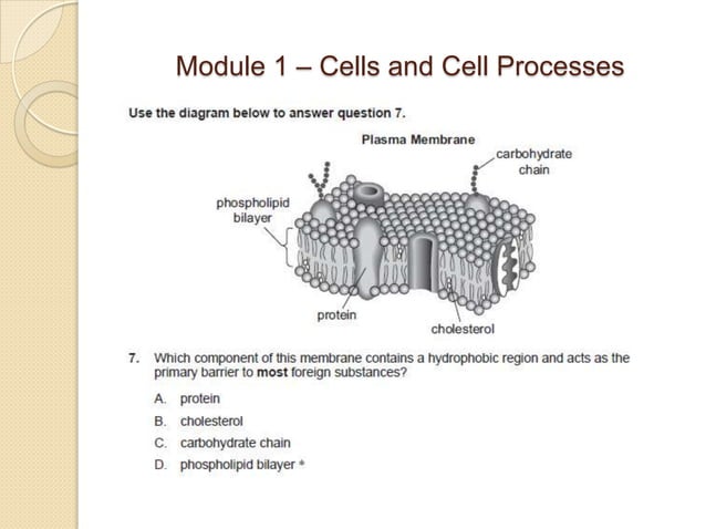 Keystone 2013 biology ppt | PPT