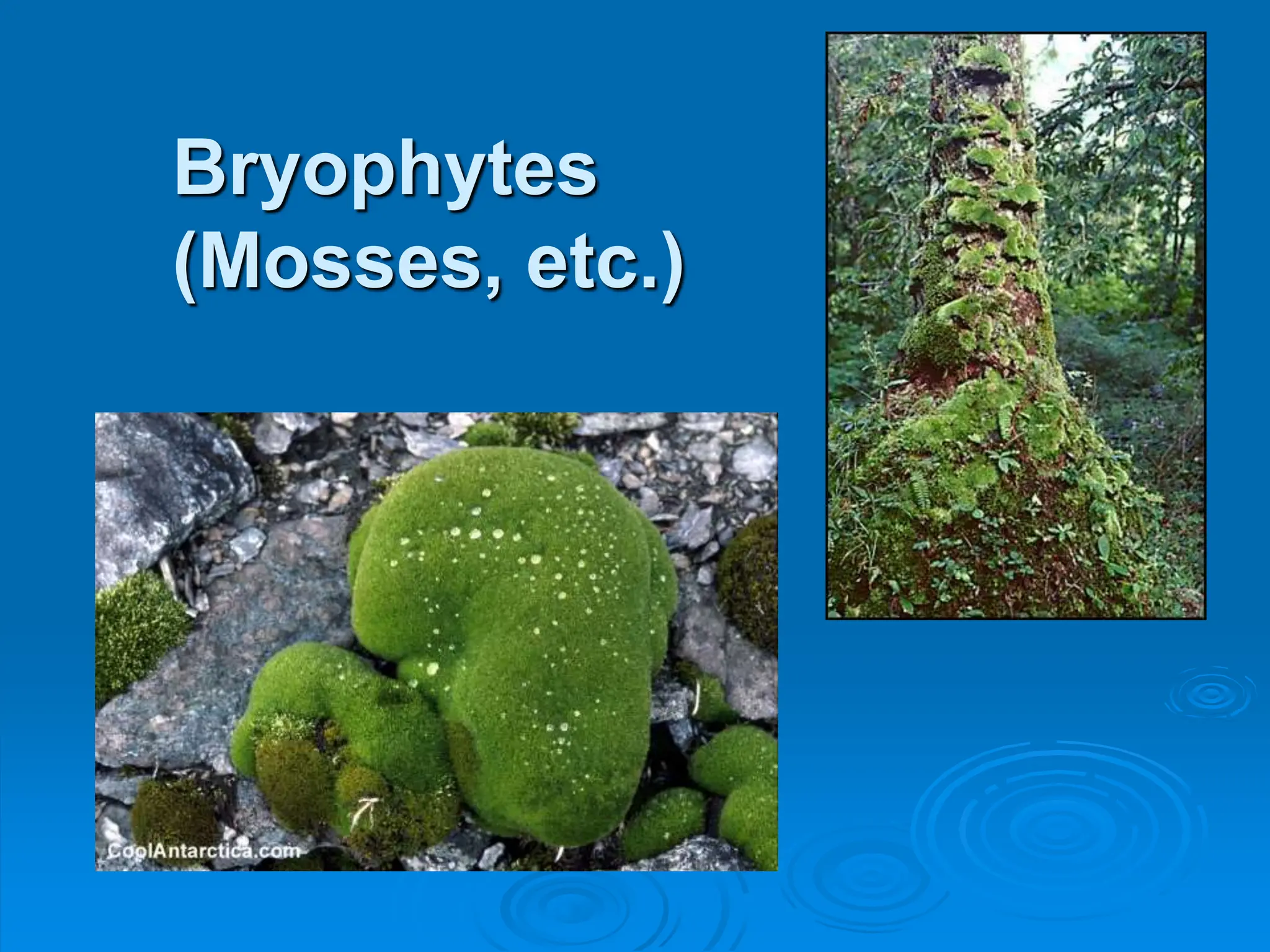 Keystone_Biology_Review_Tree_of_Life.ppt