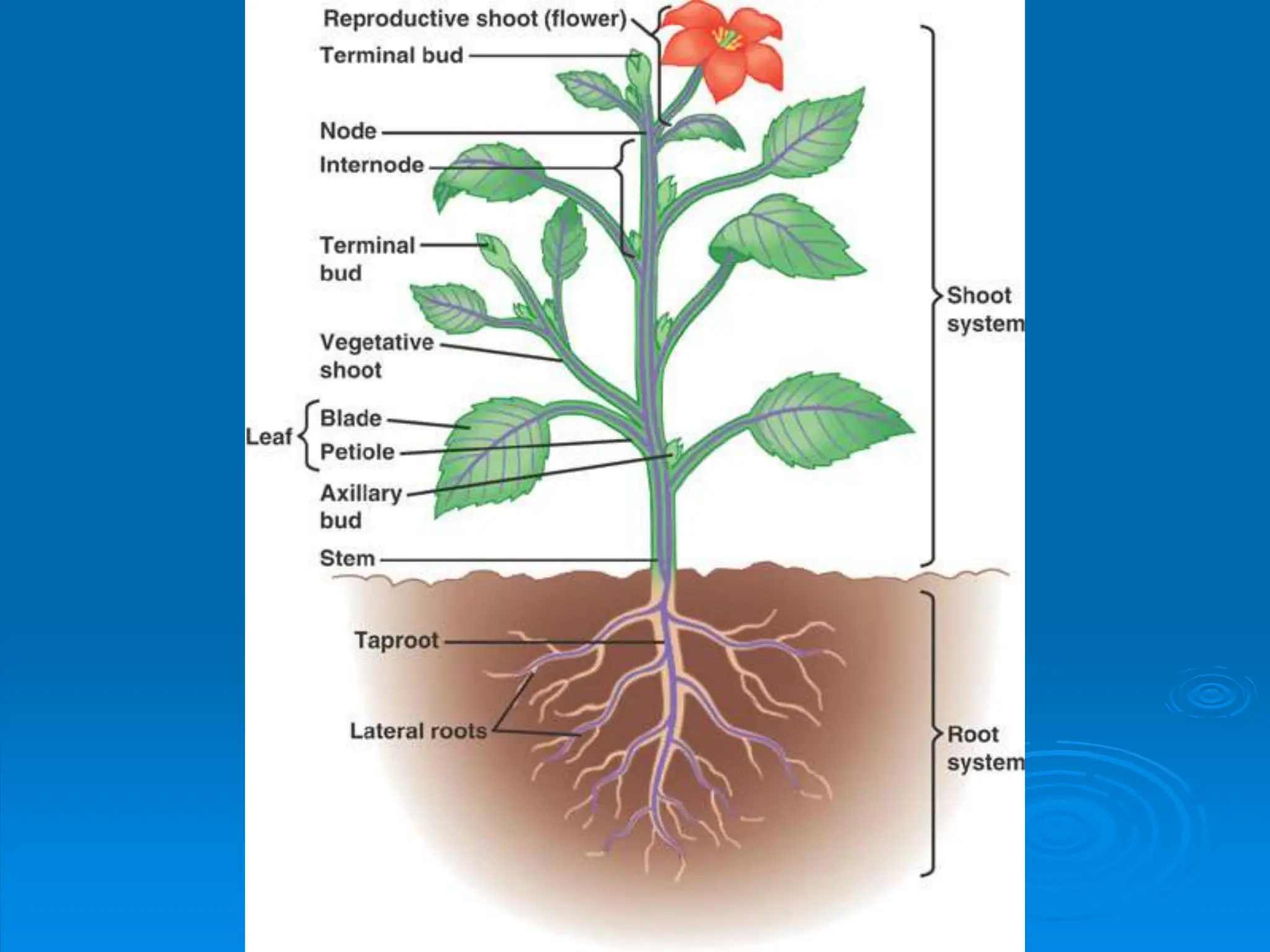 Keystone_Biology_Review_Tree_of_Life.ppt