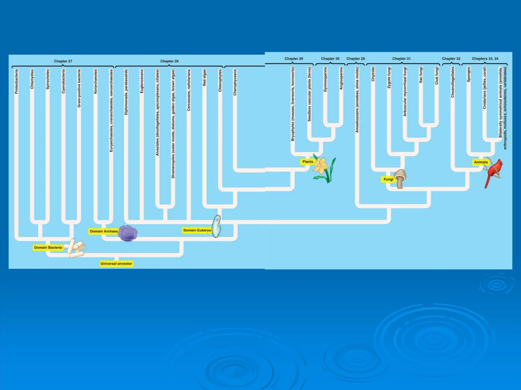 Keystone_Biology_Review_Tree_of_Life.ppt
