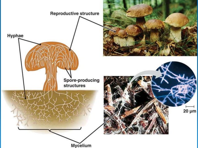Keystone_Biology_Review_Tree_of_Life.ppt