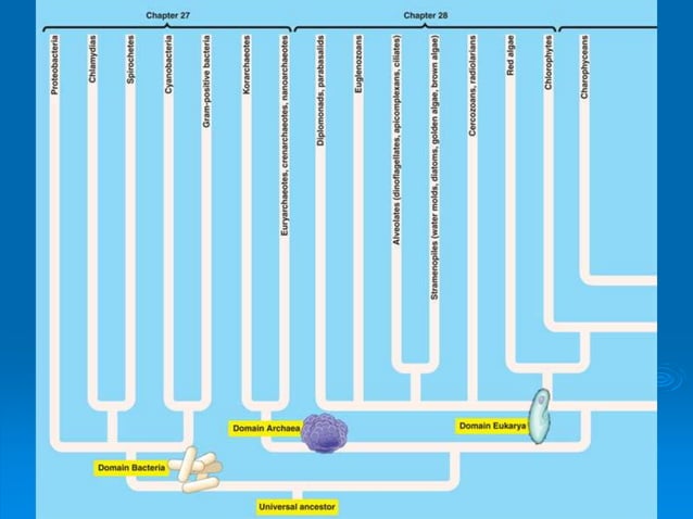 Keystone_Biology_Review_Tree_of_Life.ppt