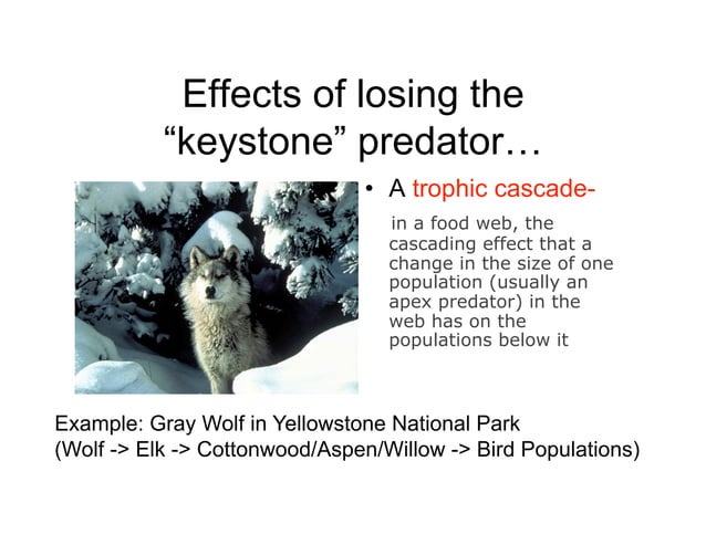 Keystone and Foundation Species | PDF