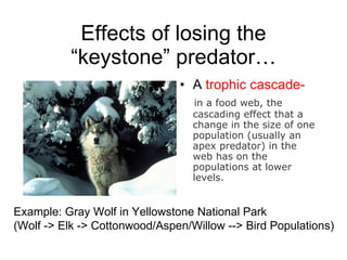 Keystone and Foundation Species 2011 | PPT