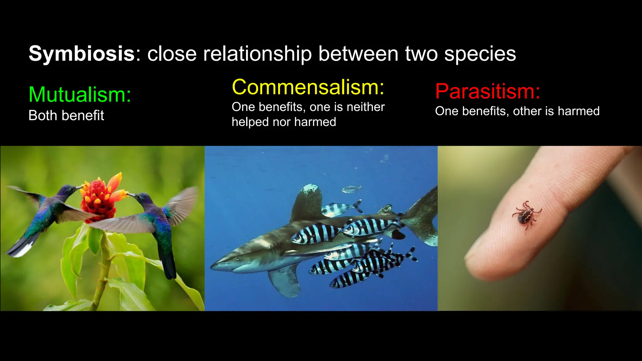 Keystone_Invasive Species For Stable and Unstable Ecosystems | PPTX