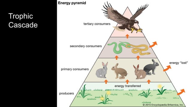 Keystone_Invasive Species For Stable and Unstable Ecosystems | PPT
