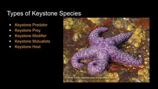 Keystone_Invasive Species For Stable and Unstable Ecosystems | PPT
