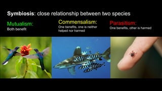 Keystone_Invasive Species For Stable and Unstable Ecosystems | PPT