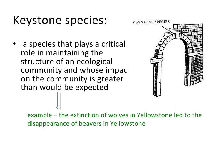 Keystone Species Keystone Species