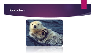 Keystone species | PPTX