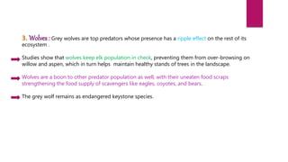 Keystone species | PPTX