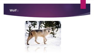 Keystone species | PPTX