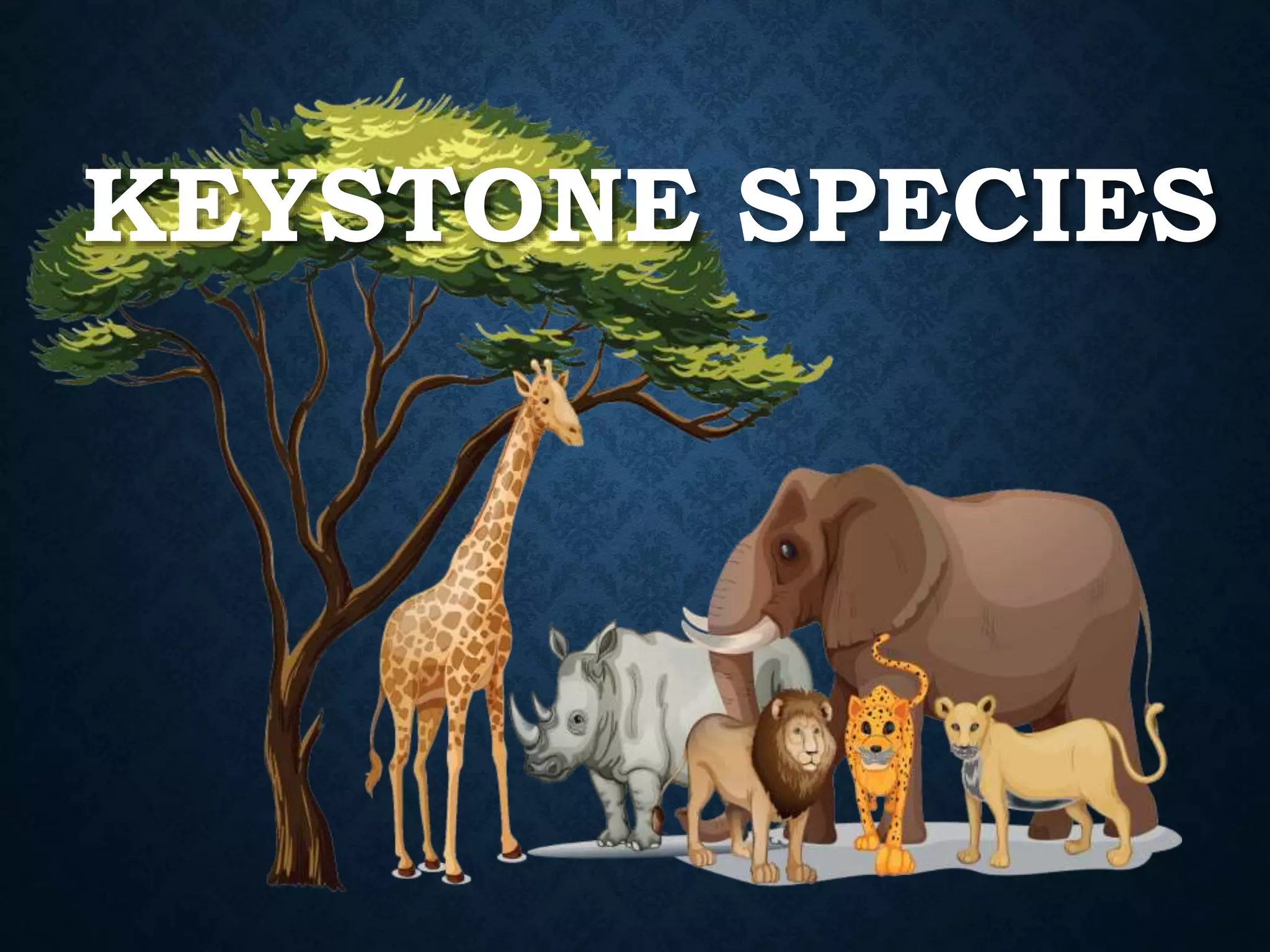 Keystone species ( Zoology) | PPT