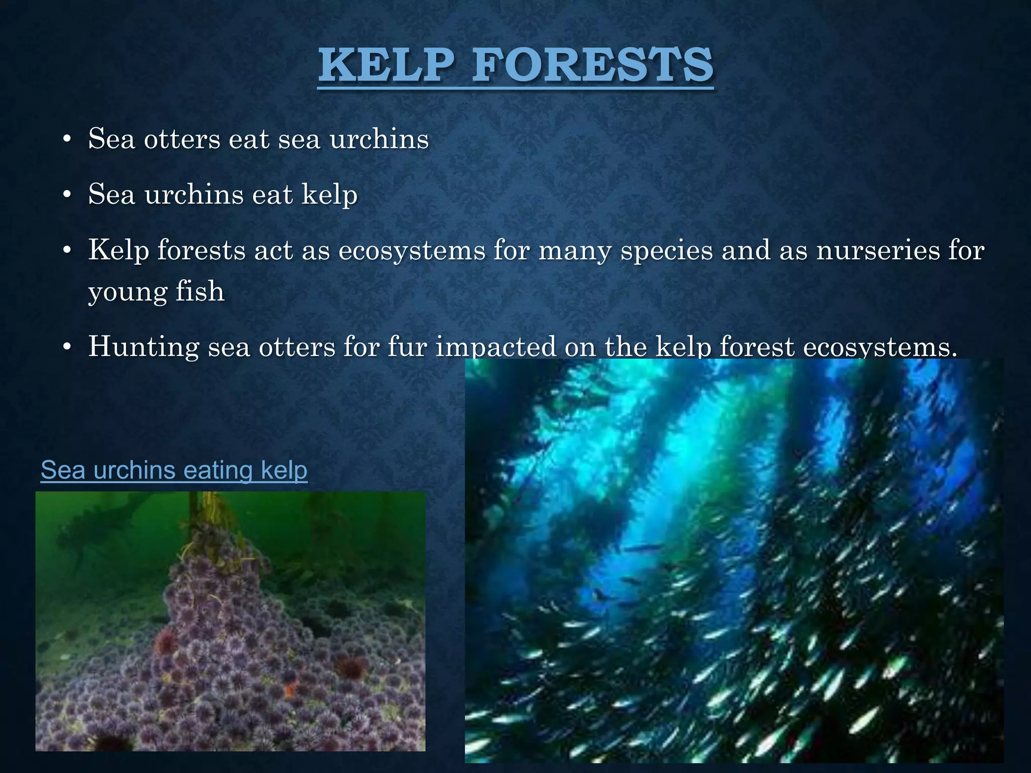 Keystone species ( Zoology) | PPT