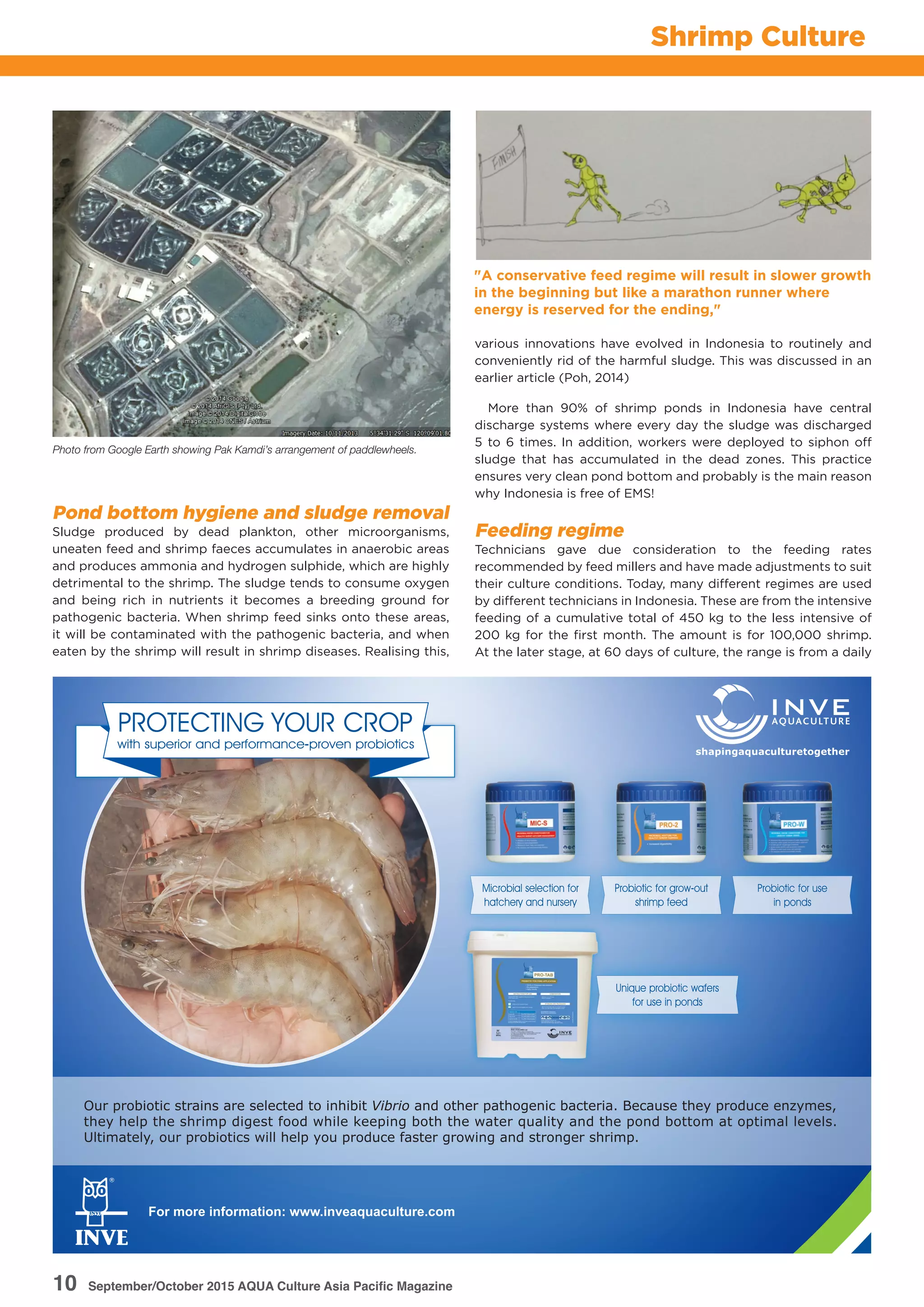 Key to shrimp farming in indonesia aqua ap sep oct2015 | PDF