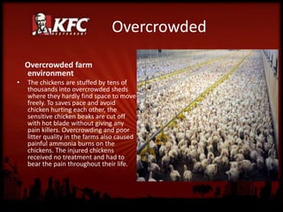 Kfc presentation | PPTX