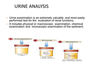 KIDNEY FUNCTION TEST | PPT