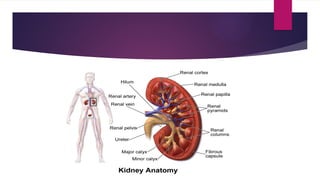 KFT (KIDNEY FUNCTION TEST) FUNCTIONS OF KIDNEY.pptx