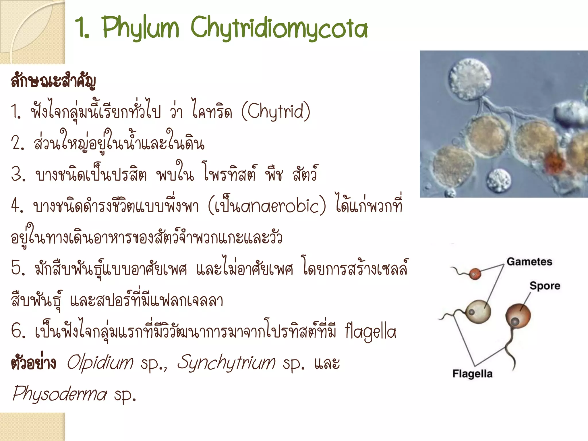 Kingdom fungi | PDF