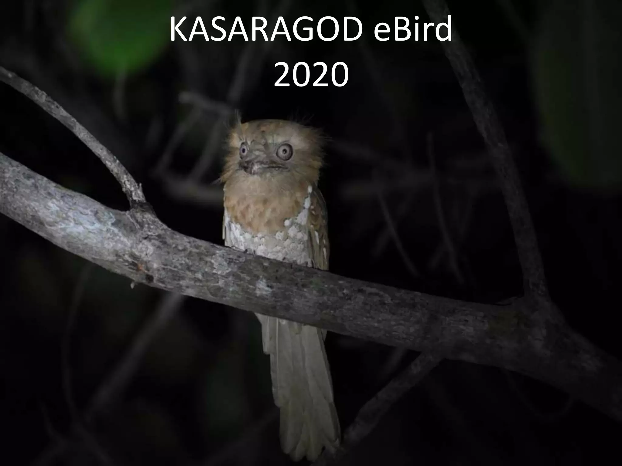 Kasaragod eBird Report 2020 | PPTX