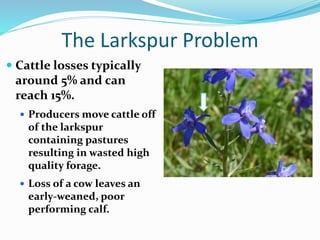 Mitigation of Larkspur Poisoning on Rangelands Through the Selection of ...