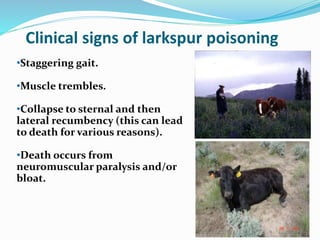 Mitigation of Larkspur Poisoning on Rangelands Through the Selection of ...