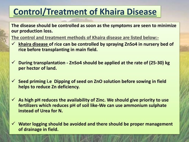 Khaira disease of Rice - Ankish Hota_Presentation.pptx
