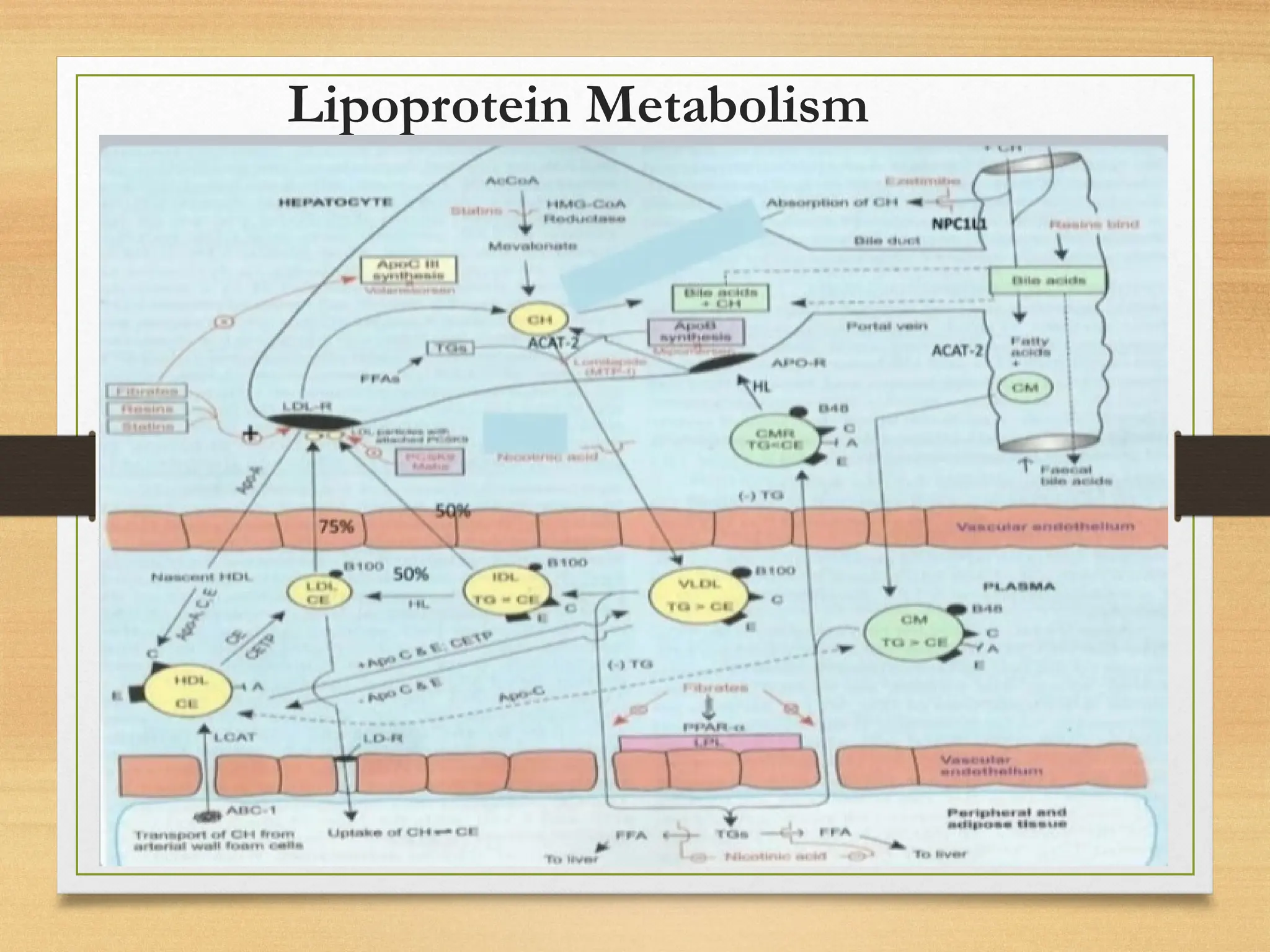 PRECLINICAL SCREENING MODELS FOR ANTIDYSLIPIDEMIC AGENTS.pptx