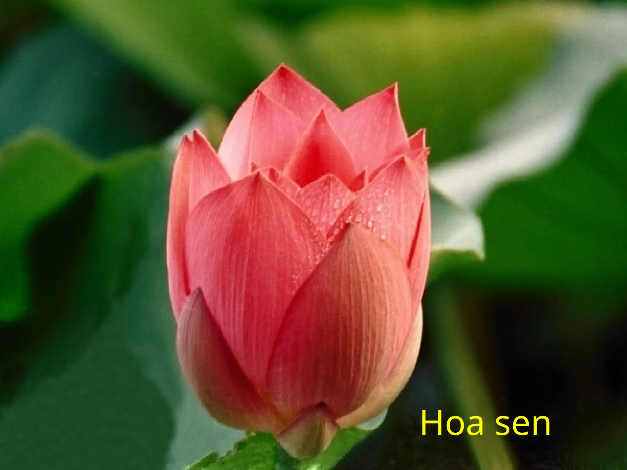 kham pha hoa hong hoa cuc hoa dong tien.ppt