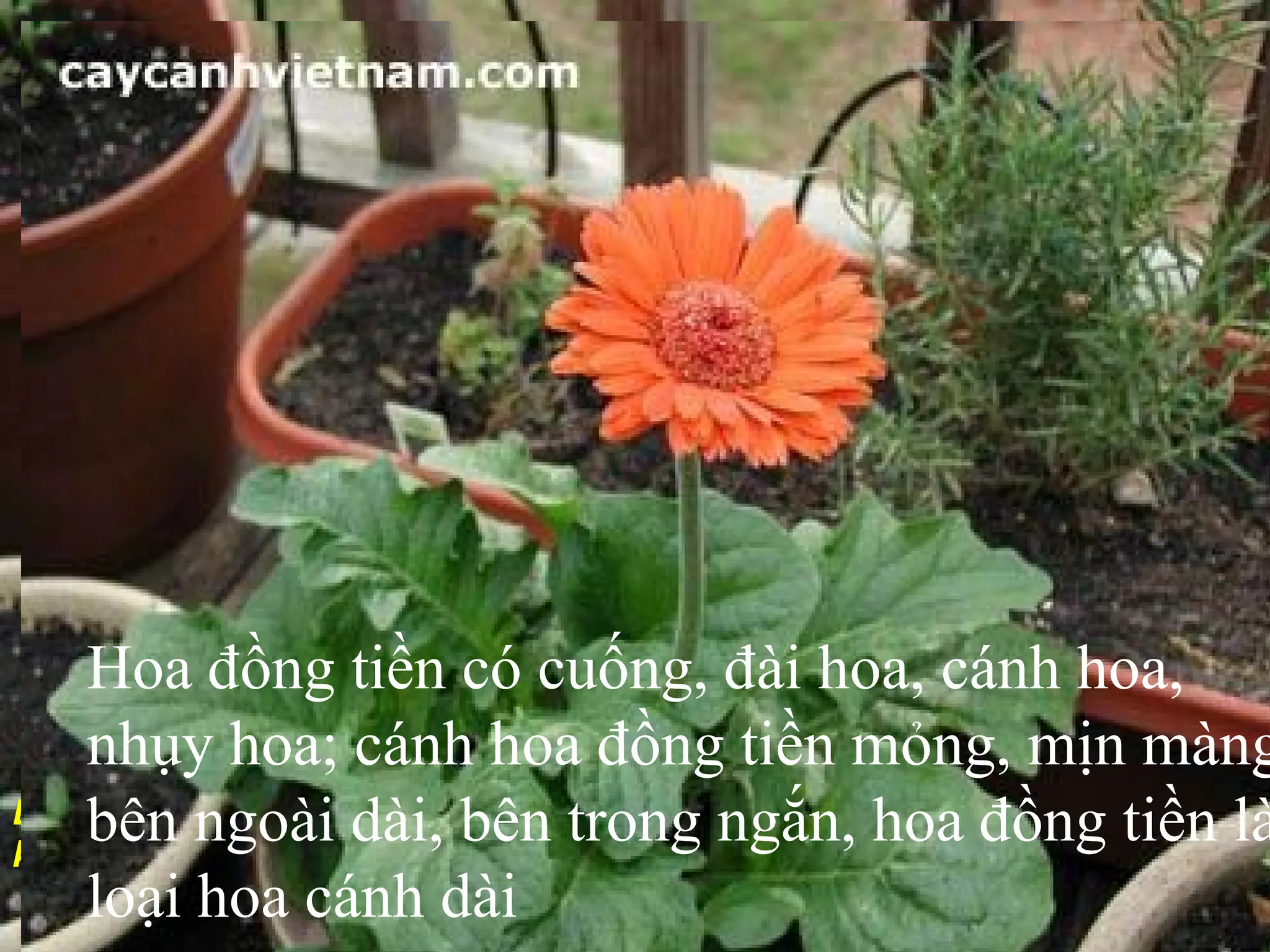 kham pha hoa hong hoa cuc hoa dong tien.ppt