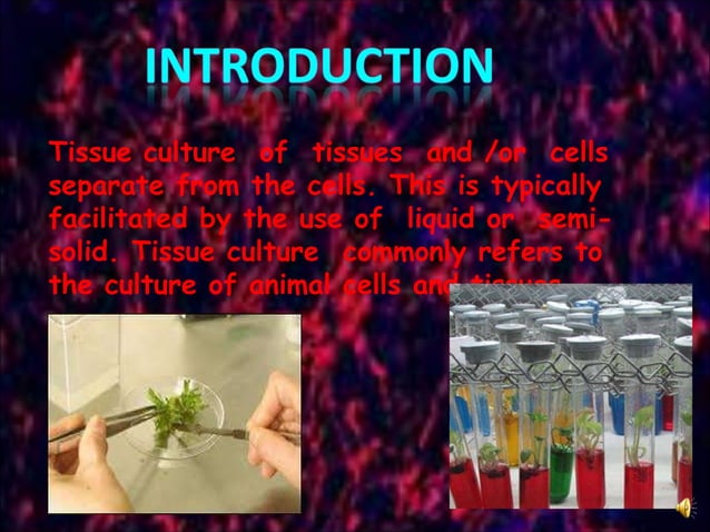 tissue culture hybridization | PPT