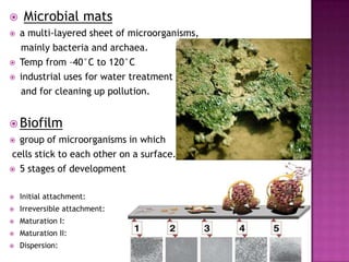 Aquatic Microbiology by Asar Khan | PPTX