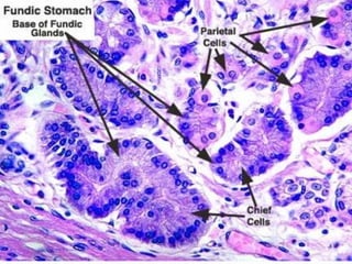 Stomach Histology Labeled Chief Cells