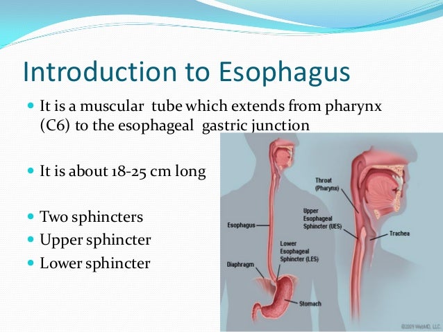 Cytology of esophagus and stomach