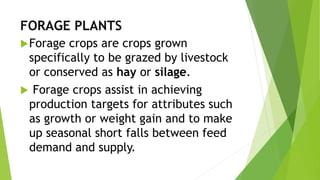 processing of feeds and forage | PPTX