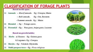 processing of feeds and forage | PPT