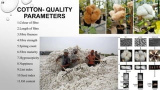 kharif crop cotton 1st Grade Shapes worksheets focus on identifying.pptx