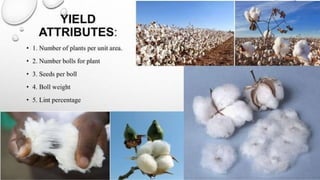 kharif crop cotton 1st Grade Shapes worksheets focus on identifying.pptx