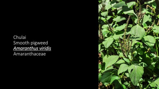 Kharif season weeds | PPTX