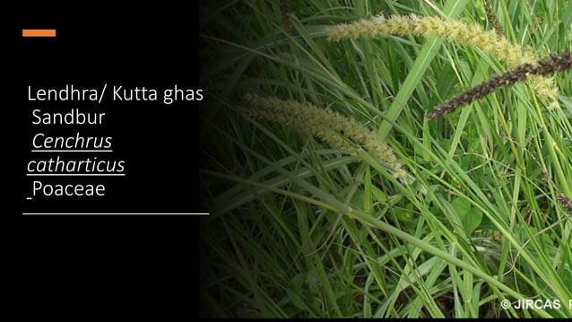 Kharif season weeds | PPTX