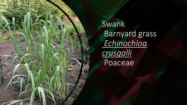 Kharif season weeds | PPTX