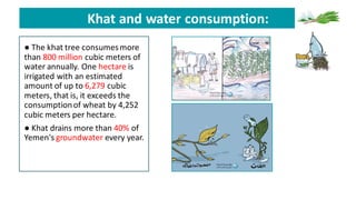 Khat chewing affection on health and community | PDF