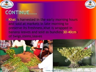 Khat presentation effects in health,socioeconomic,originality,types | PPT