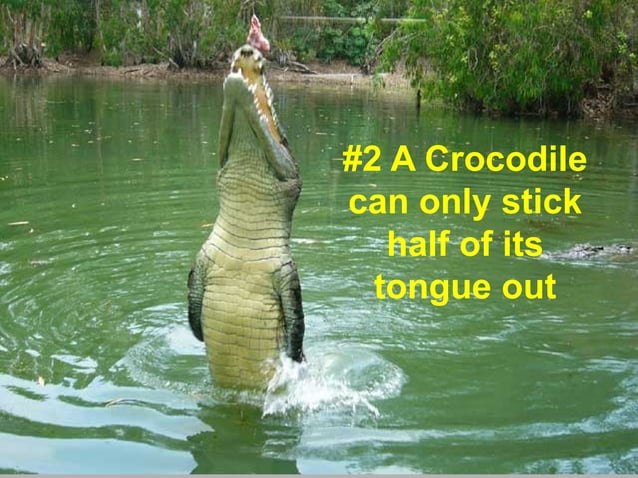 Khemkaran's PPT.pptx zhhshshsjsjskssnbsbsgshsh | PPT