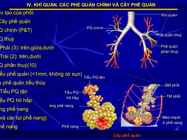 Khí quản phế quản-phổi