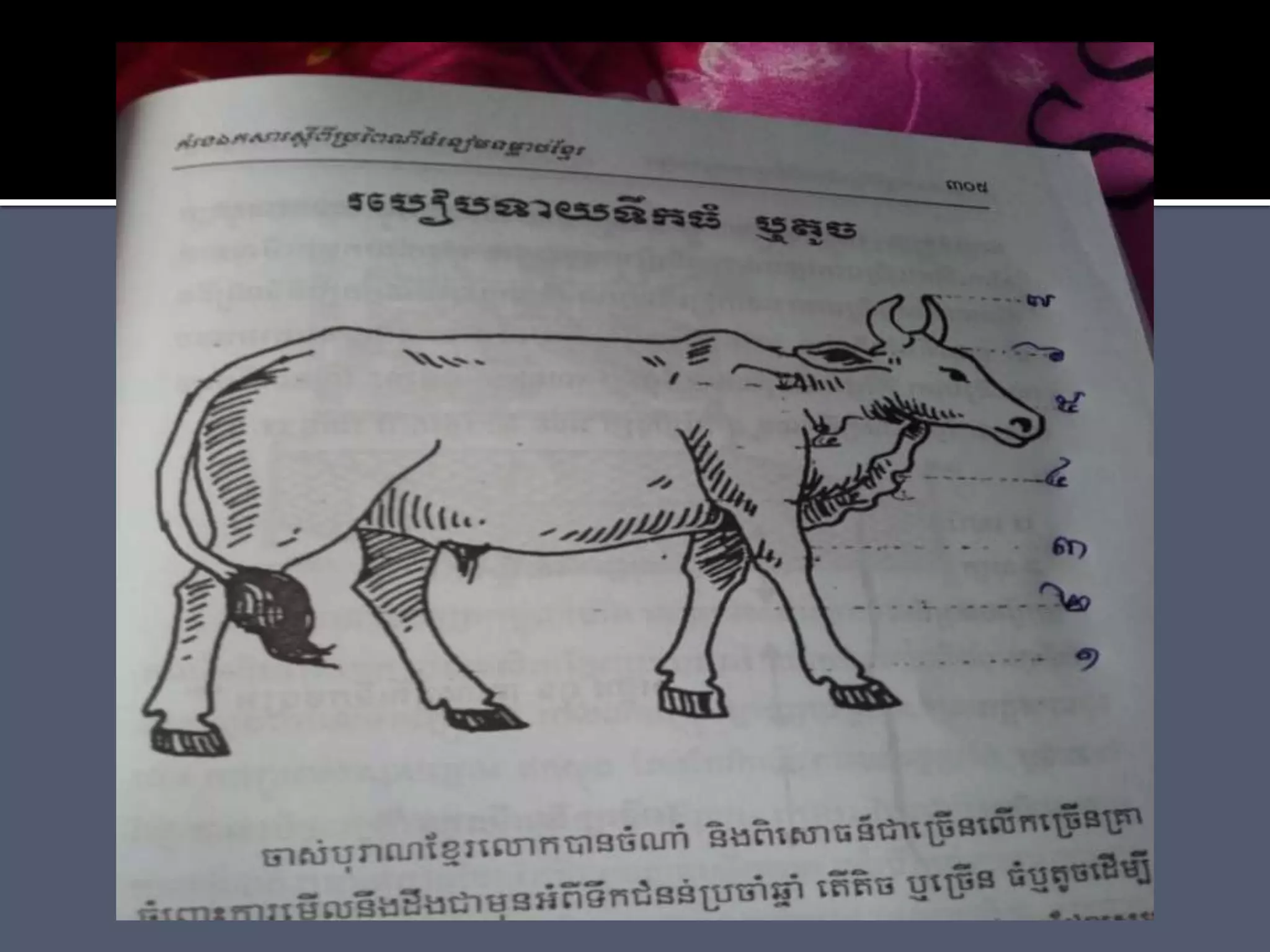 Khmer culture, civilization (11) | PPTX | Reptiles | Pets