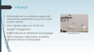 Kühmnokk luik | PPT